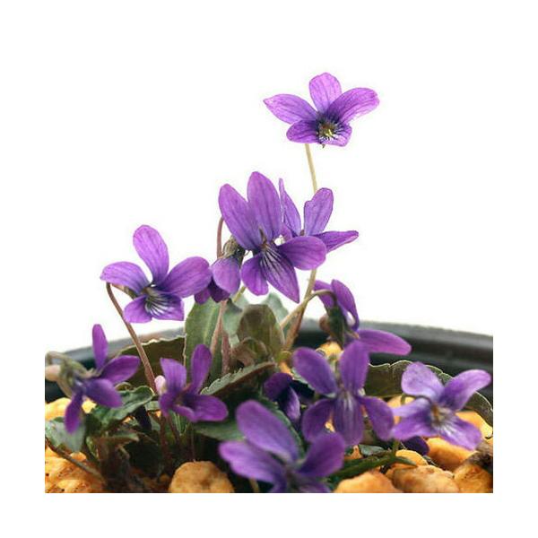 _gardening　ガーデニング　山野草　姫菫　ヴィオラ　Ｖｉｏｌａ　ｃｏｎｆｕｓａ　ｓｓｐ．ｎａｇａｓａｋｉｅｎｓｉｓ　20160428　ＭＳ　観葉　すみれ　花壇苗　花苗　菫　ＮＫＢ　植物　植物生体　ガーデニング生体　snys_viol...