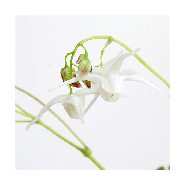 _gardening　ガーデニング　山野草　all_plants　Ｅｐｉｍｅｄｉｕｍ　ｇｒａｎｄｉｆｌｏｒｕｍ　ｖａｒ．　thunbergianum　三枝九葉草　植物　植物生体　ガーデニング生体　20160404　ＭＳ　育て方　育成方法　栽...
