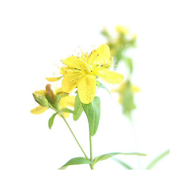 _gardening　ガーデニング　山野草　弟切草　Ｈｙｐｅｒｉｃｕｍ　ｅｒｅｃｔｕｍ　ヒペリカム　ヒペリシン　タカノキズグスリ　鷹の傷薬　植物　植物生体　ガーデニング生体　20160428　ＭＳ　育て方　育成方法　栽培方法　ＹＭＹＭ　オト...