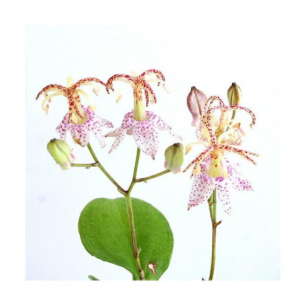 _gardening　ガーデニング　山野草　ほととぎす　Ｔｒｙｃｙｒｔｉｓ　ｍａｃｒｏｐｏｄａ　野草　秋　ほととぎすシリーズ　20160624　MS　育て方　育成方法　栽培方法　ルリタテハ　蝶　食草　ヤマホトトギス　山杜鵑草　ユリ科　ホトト...