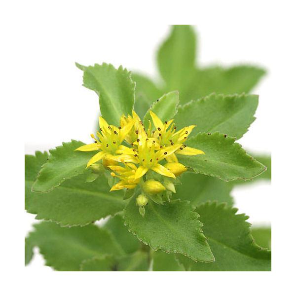 _gardening　ガーデニング　山野草　黄輪草　セダム　Ｐｈｅｄｉｍｕｓ　Ｓｅｄｕｍ　ａｉｚｏｏｎ　ｖａｒ．ｆｌｏｒｉｂｕｎｄｕｓ　植物　植物生体　ガーデニング生体　20160624　MS　育て方　育成方法　栽培方法　bnr_hrgmg...