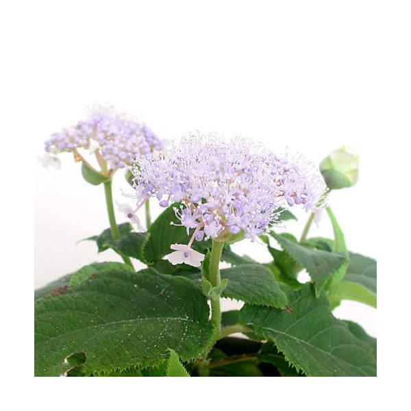 _gardening　ガーデニング　花　苗　アジサイ　紫陽花　タマアジサイ　球紫陽花　Ｈｙｄｒａｎｇｅａ　ｉｎｖｏｌｕｃｒａｔａ　植物　植物生体　ガーデニング生体　20161005　ＭＳ　育て方　育成方法　栽培方法　opa2_delete　...