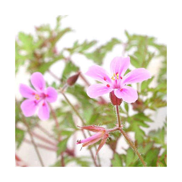 MS34　_gardening　ガーデニング　山野草　塩焼草　ゼラニウム　ゲラニウム　Ｇｅｒａｎｉｕｍ　ｒｏｂｅｒｔｉａｎｕｍ　植物　植物生体　ガーデニング生体　20170315　ＮＴ　育て方　育成方法　栽培方法　bnr_hrgmgr　op...