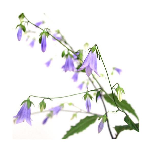 _gardening　ガーデニング　山野草　キキョウ　ツリガネニンジン　Ａｄｅｎｏｐｈｏｒａ　ｒｅｍｏｔｉｆｌｏｒａ　花苗　花壇苗　植物　植物生体　ガーデニング生体　20161005　ＭＳ　育て方　育成方法　栽培方法　opa2_delete...