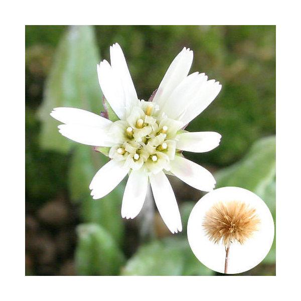 _gardening　ガーデニング　山野草　ガーベラ　ムラサキタンポポ　紫蒲公英　Ｌｅｉｂｎｉｔｚｉａ　ａｎａｎｄｒｉａ　植物　植物生体　ガーデニング生体　20170420　MS　育て方　育成方法　栽培方法　bnr_hrgmgr　opa2_...