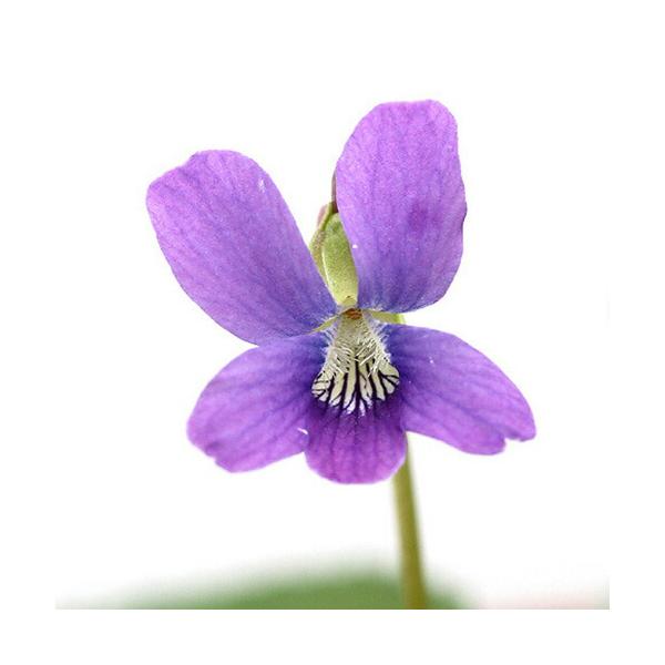 _gardening　ガーデニング　山野草　Ｖｉｏｌａ　ｓｏｒｏｒｉａ　ヴィオラソロリア　宿根ビオラ　植物　植物生体　ガーデニング生体　20161005　ＭＳ　ビオラ　スミレ　育て方　育成方法　栽培方法　スミレ科　スミレ属　苗　花苗　y16...