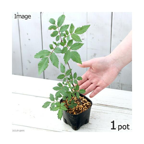 _gardening　ing　ガーデニング　山野草　テラリウム　Ｓｏｒｂｕｓ　ｃｏｍｍｉｘｔａ　植物　植物生体　ガーデニング生体　20170525　RM　育て方　育成方法　栽培方法　縁起木　縁起樹　お正月　y17m05　engimoku
