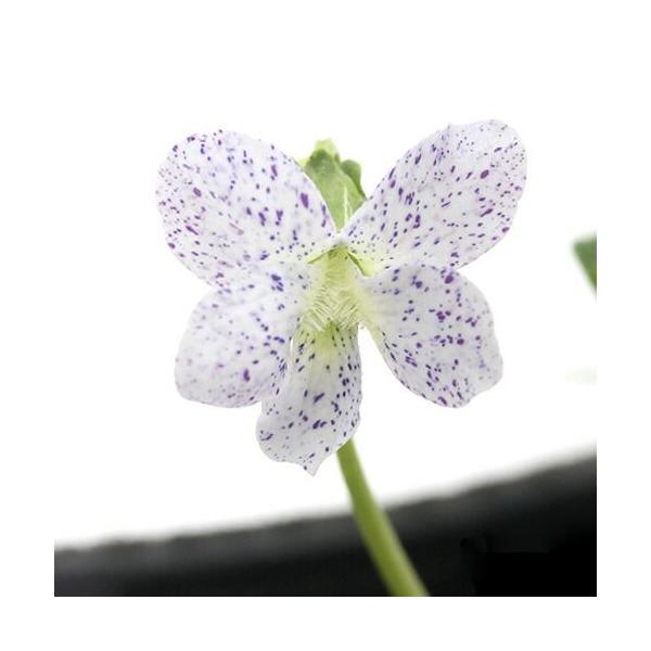 _gardening　ガーデニング　山野草　Ｖｉｏｌａ　ｓｏｒｏｒｉａ　Ｆｒｅｃｋｌｅｓ　ヴィオラ　ソロリア　アｍリカスミレサイシン　宿根ビオラ　植物　植物生体　ガーデニング生体　ビオラ　スミレ　snys_viola　育て方　育成方法　栽培...