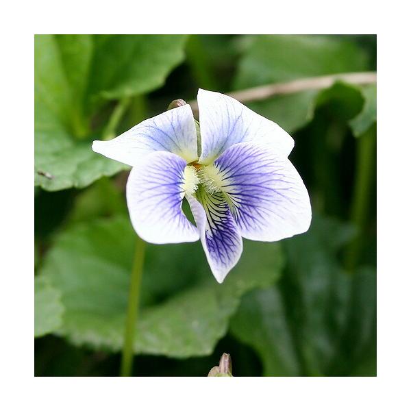 _gardening　ガーデニング　山野草　Ｖｉｏｌａ　ｓｏｒｏｒｉａ　’Ｐｒｉｃｅａｎａ’　ヴィオラソロリア　プリケアナ　アメリカスミレサイシン　宿根ビオラ　植物　植物生体　ガーデニング生体　ビオラ　スミレ　snys_viola　2017...