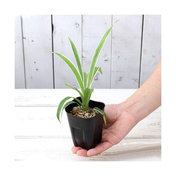 _gardening　ガーデニング　山野草　鏨草　Ｃａｒｅｘ　ｓｉｄｅｒｏｓｔｉｃｔａ　カレックス　20170717　NT　gar_hikoukisanya　gar_sanya1410　植物　植物生体　ガーデニング生体　育て方　育成方法　栽...