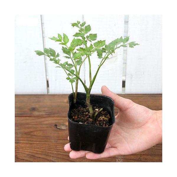 _gardening　Ｏｅｎａｎｔｈｅ　ｊａｖａｎｉｃａ　山菜　ビオトープ　水辺植物　水生植物　ガーデニング　セリ科セリ属　all_plants　20110320　両爬向き植物　山野草　sanyasou140619　植物　植物生体　ガーデニ...