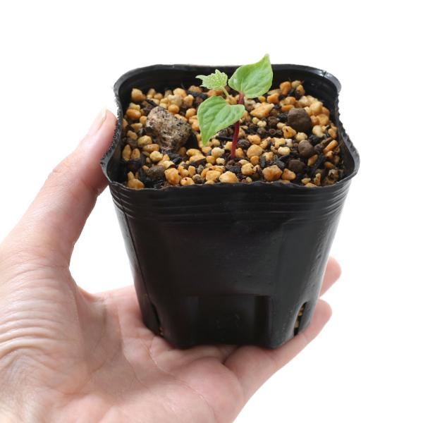 _gardening　ガーデニング　山野草　20190604　ＲＭ　ヤマブドウ　山葡萄　果実　植物　植物生体　ガーデニング生体　秋の味覚　果樹　育て方　育成方法　栽培方法　Ｖｉｔｉｓ　ｃｏｉｇｎｅｔｉａｅ　エビカズラ　ブドウ科　ブドウ属　葡...