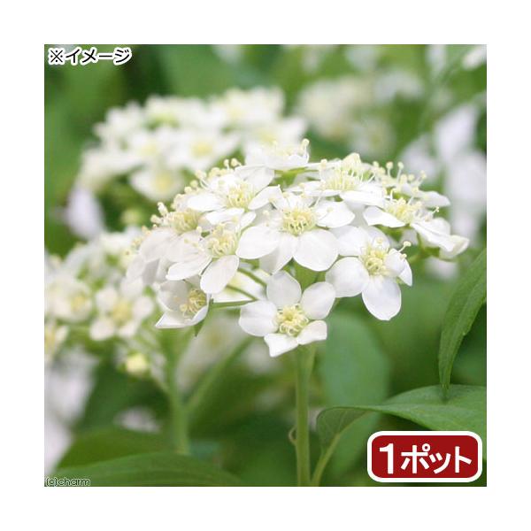 _gardening　山野草　ガーデニング　花　苗　シモツケ　バラ科　Ｓｐｉｒａｅａ　ｃａｎｔｏｎｉｅｎｓｉｓ　小手毬　スズカケ　植物　植物生体　ガーデニング生体　育て方　育成方法　栽培方法　bnr_hrgmgr　20181025　ＲＭ　シ...