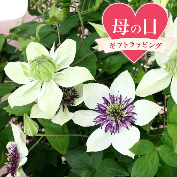 ●母の日ギフト●　●母の日ギフト2026●　クレマチス　シーボルディ＆シロマンエ　ＭＩＸ植え　８号（１鉢）　日時指定不可　同梱不可　_gardening　（観葉植物）　mathersdaygoods　motherclematis　sfset...