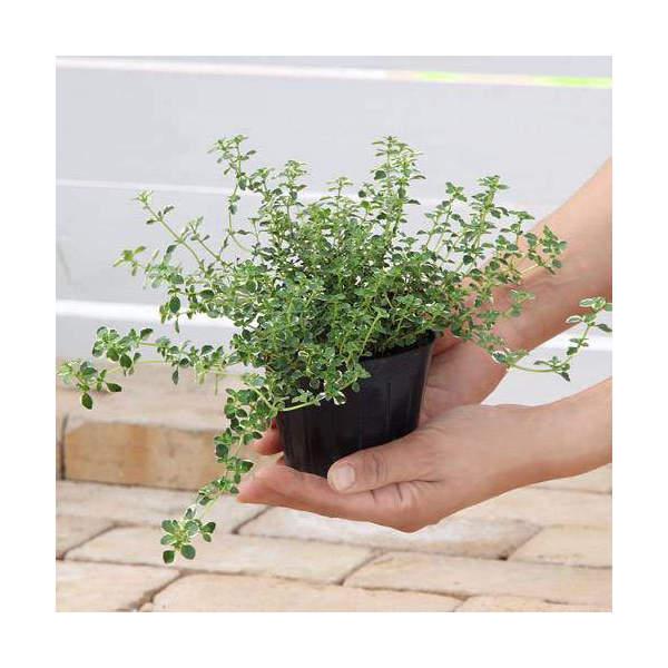 _gardening　ガーデニング　ハーブ　苗　タイム　20130530　ＨＴ　育て方　育成方法　栽培方法　観葉植物　opa2_delete　herb2022　y13m05　pus2504leaf06　toukihassouhuka