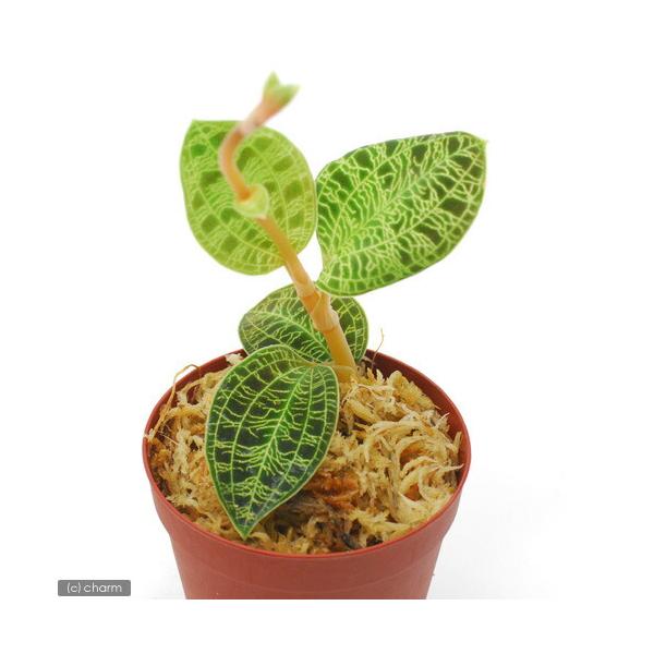 paludariumplants　パルダリウム　テラリウム　観葉植物　園芸　ガーデニング　ビバリウム　アクアテラリウム　水草　宝石蘭　宝石ラン　Ｍａｃｏｄｅｓ　ｐｅｔｏｌａ　ナンバンカモメラン　ラン　蘭　洋ランシリーズ　20130709　Ｈ...