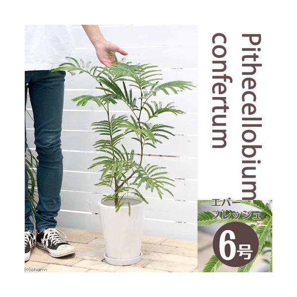 観葉植物　ガーデニング　マメ科　コヨバ属　Cojoba　arborea　var.　angustifolia　アカサヤネムノキ　コヨバアルボレアアングスティフォリア　陶器鉢植えシリーズ　20130718　ＨＴ　saki27to09p10_to...