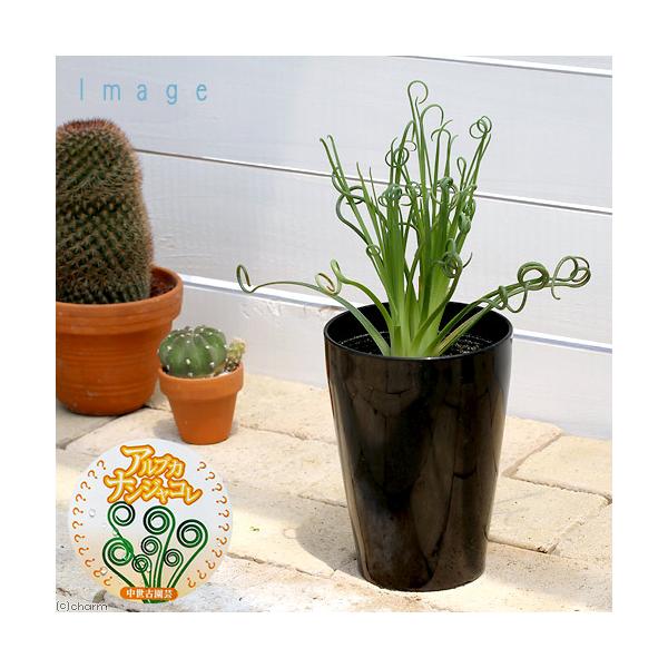 _gardening　_hachu　_kame　ガーデニング　多肉植物　観葉植物　アルプカ　ユリ科　ナンジャコレ　アルブカ　スピラリス　フリズルシズル　Albuca　spiralis　cv.Frizzle　sizzle　20130711　Ｈ...