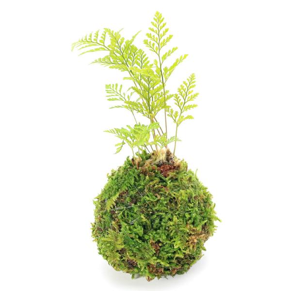 paludariumplants　観葉植物　_gardening　ガーデニング　園芸　山野草　盆栽　ビバリウム　アクアテラリウム　パルダリウム　着生シダ　シノブ科シノブ属　キクシノブ属　ダバリア　Humata　tyermannii　Dava...