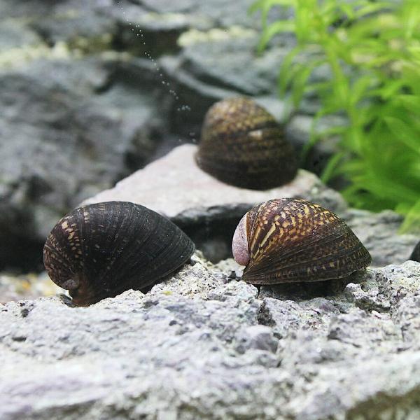 _aqua　熱帯魚・エビ他　貝　レッドリップスネール　ヒロクチカノコ貝　広口鹿子貝　広口鹿の子貝　ヒロクチカノコガイ　Ｎｅｒｉｔｉｎａ　ｐｅｔｉｔｉ　ｖｉｏｌａｃｅａ　Ｎｅｒｉｐｔｅｒｏｎ　ｖｉｏｌａｃｅｕｍ　Ｄｏｓｔｉａ　20130628...
