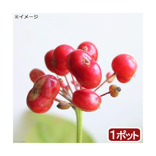 _gardening　ガーデニング　山野草　Panax　japonicus　ウコギ科　トチバニンジン属　オタネニンジン属　チクセツニンジン　竹節人参　宿根野菜　山菜　山菜シリーズ　植物　植物生体　ガーデニング生体　育て方　育成方法　栽培方法...