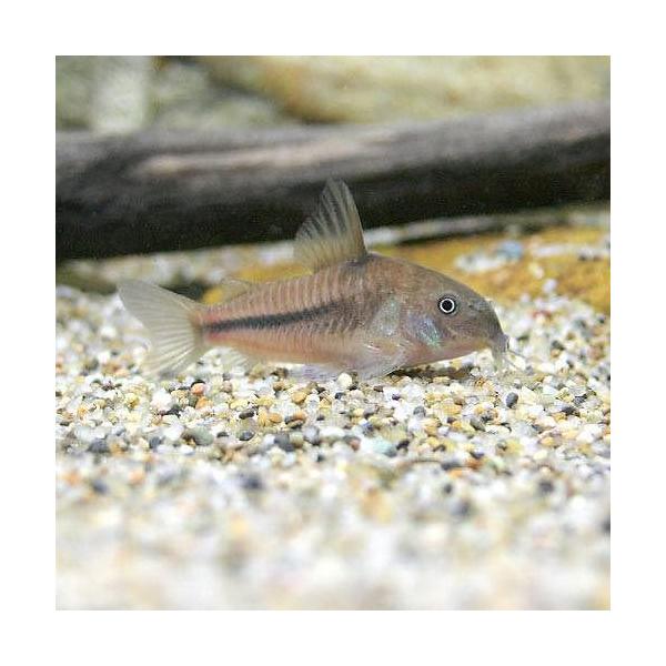 PF_SPQ　熱帯魚・エビ他　コリドラス　ショートノーズ　コリドラス・ナッテレリー　ナッテリー　ワイルド　１匹　Ｈｏｐｌｉｓｏｍａ　Ｃｏｒｙｄｏｒａｓ　ｎａｔｔｅｒｅｒｉ　fish_database　tctsubasa　fish-korid...