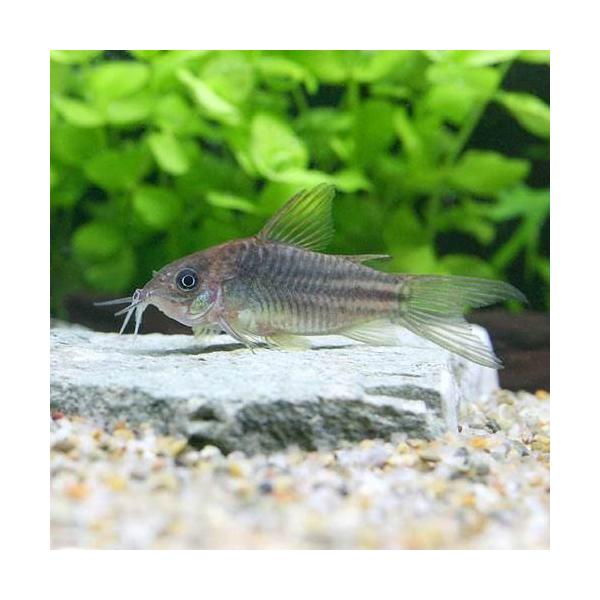 PF_SPQ　_aqua　熱帯魚・エビ他　コリドラス　エレガンスタイプ　エレガンス　ナポエンシス　sp.　イエローフィン　ワイルド　1匹　Gastrodermus　Corydoras　sp.“Yellow　fin"　elegans　napo...