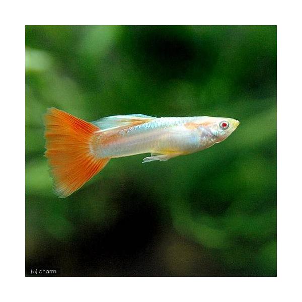 PF_SPQ　リアルレッドアイアルビノ　熱帯魚・エビ他　グッピー　系統で選ぶ　ＲＲＥＡ系　ＲＲＥＡ・レッドテールタキシード・グッピー　国産ブリード　１ペア　fish_database　kokusan_guppy　pache526sm　p10...