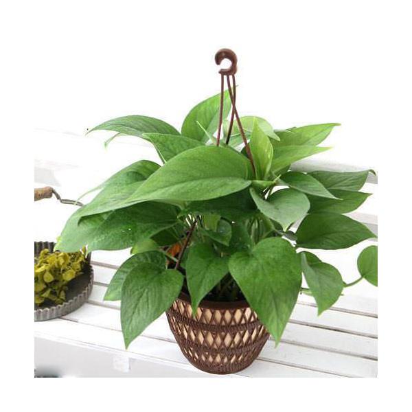 観葉植物　園芸　ガーデニング　ビバリウム　アクアテラリウム　パルダリウム　サトイモ　Pothos　エピプレムヌム　Epipremnum　pinnatum　'perfect　green'　ポトス　ポトスシリーズ　20131202　ＨＴ　植物　...
