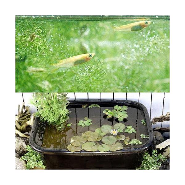 _gardening　sfset　_aqua　スイレン　睡蓮　栽培　ガーデニング　温帯性スイレン　ヒメダカ　ビオトープフルセット　水辺植物　インスタント・ビオトープ　original_waterlily_set　original_water...