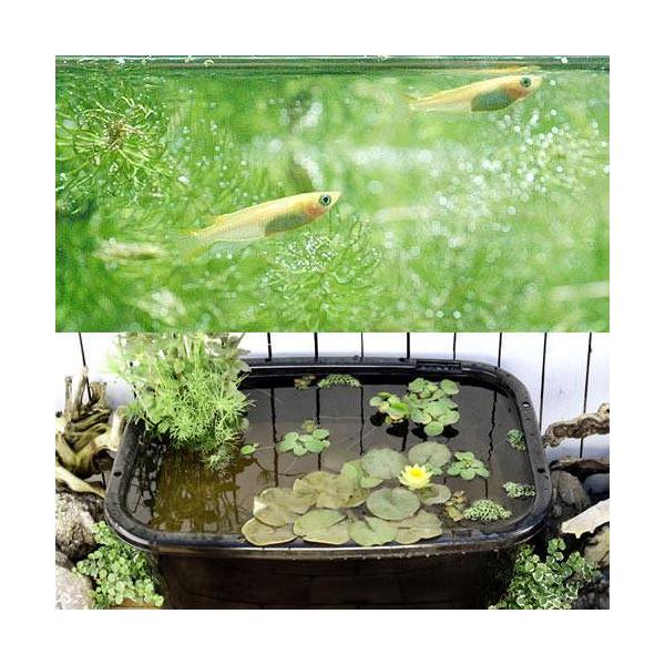 _aqua　_gardening　sfset　スイレン　睡蓮　栽培　ガーデニング　温帯性スイレン　ヒメダカ　ビオトープフルセット　水辺植物　インスタント・ビオトープ　original_waterlily_set　original_water...