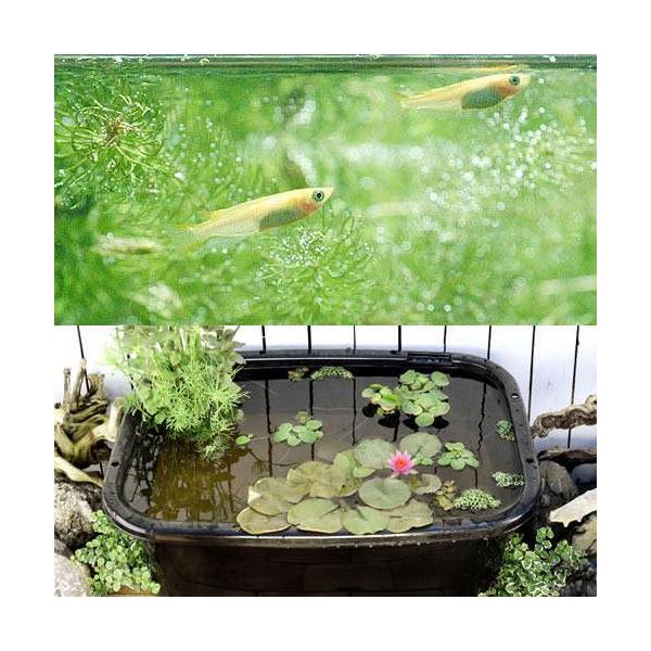 _aqua　_gardening　sfset　スイレン　睡蓮　栽培　ガーデニング　温帯性スイレン　ヒメダカ　ビオトープフルセット　水辺植物　インスタント・ビオトープ　original_waterlily_set　original_water...