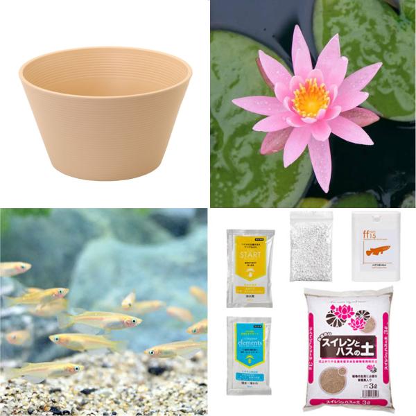 スイレン　睡蓮　栽培　育て方　チャームオリジナル睡蓮鉢で育てる　ガーデニング　温帯性スイレンとひめだかのセット　休眠株？　説明書付　チャームオリジナル睡蓮鉢　温帯性スイレン　ヒメダカ　土　セット　フルセット　桃　20140312　ＹＭＳ　l...