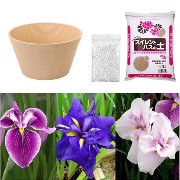 スイレン　睡蓮　栽培　育て方　チャームオリジナル睡蓮鉢で育てる　花菖蒲のセット　休眠株　ガーデニング　ベージュ　本州・四国限定　チャームオリジナル睡蓮鉢　花菖蒲　菖蒲　ショウブ　土　セット　水辺植物　メダカ　20140320　ＹＭＳ　lea...