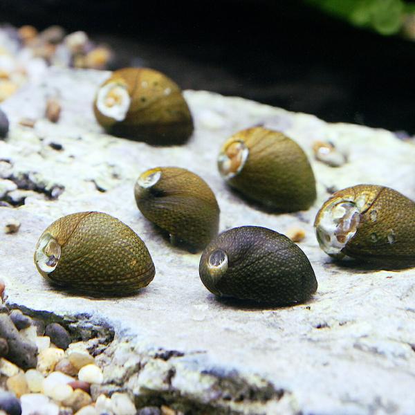 _aqua　熱帯魚・エビ他　貝　石巻貝　30匹　食べさせる　水槽壁面のコケを綺麗にする　石巻　Clithon　retropictus　VjZLwO7p_srmp　tcCFaEwI　ug0wVqB6　uZtH2AGk　tankkeepersa...