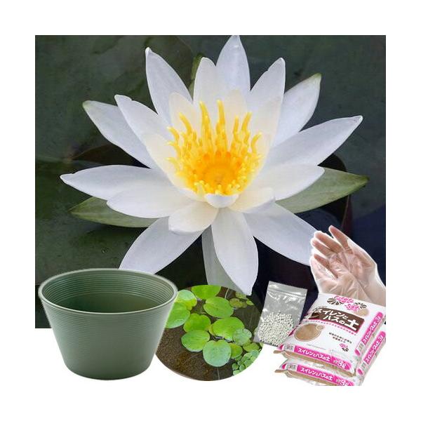 ●母の日ギフト●　●母の日ギフト2026●　睡蓮鉢（グリーン）　温帯性睡蓮セット（白）　日時指定不可　同梱不可　_aqua　_gardening　（休眠株）　（観葉植物）　leafwaterpotwhi　mothersuiren　mothe...