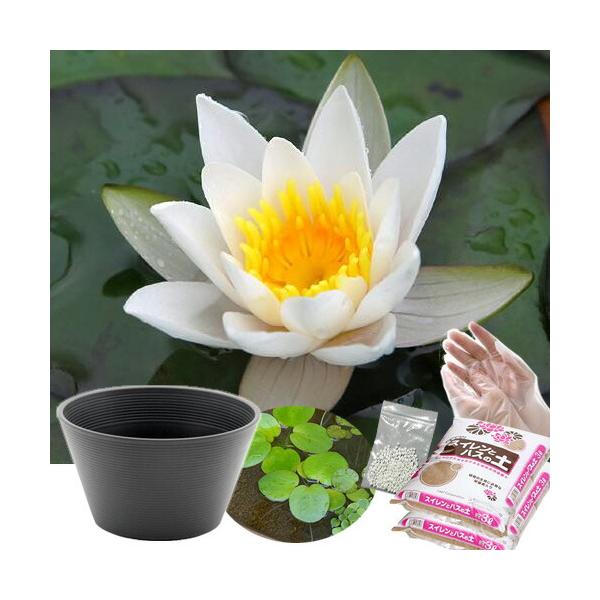 ●母の日ギフト●　●母の日ギフト2026●　睡蓮鉢（グレー）　姫睡蓮セット（白）　日時指定不可　同梱不可　_aqua　_gardening　（休眠株）　（観葉植物）　leafwaterpotwit　mothersuiren　motherwa...