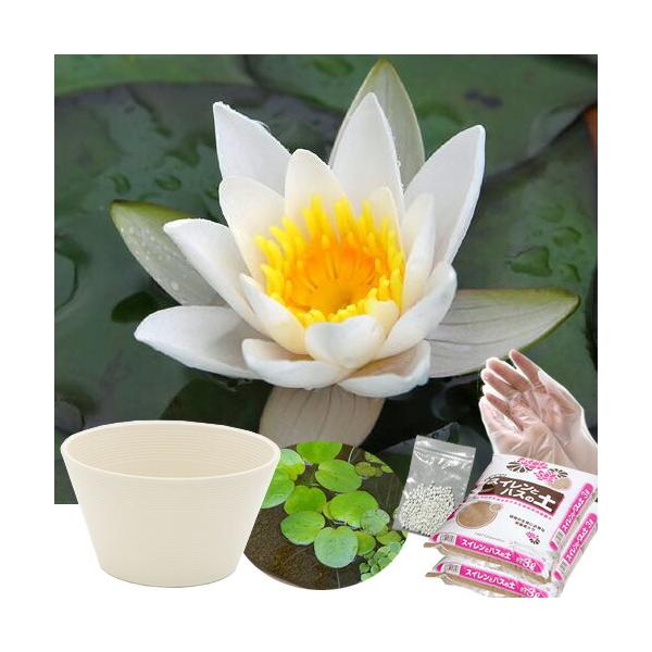 ●母の日ギフト●　●母の日ギフト2026●　睡蓮鉢（ホワイト）　姫睡蓮セット（白）　日時指定不可　同梱不可　_aqua　_gardening　（休眠株）　（観葉植物）　leafwaterpotwit　mothersuiren　motherw...