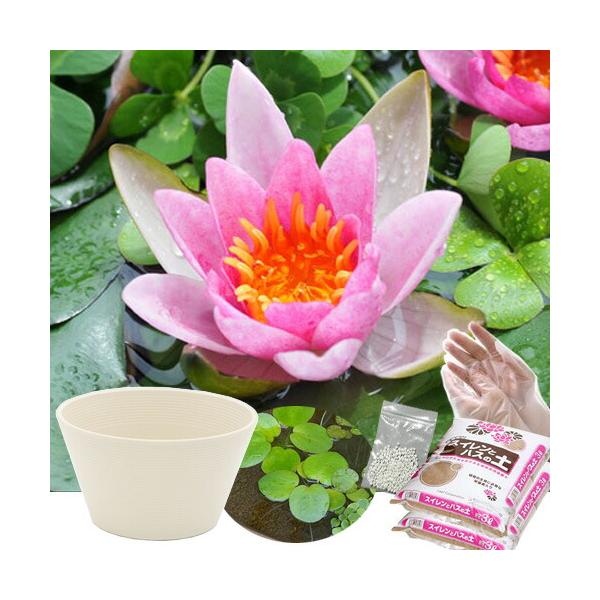●母の日ギフト●　●母の日ギフト2026●　睡蓮鉢（グレー）　温帯性睡蓮セット（黄）　日時指定不可　同梱不可　_aqua　_gardening　（休眠株）　leafwaterpotwhi　mothersuiren　motherwaterli...