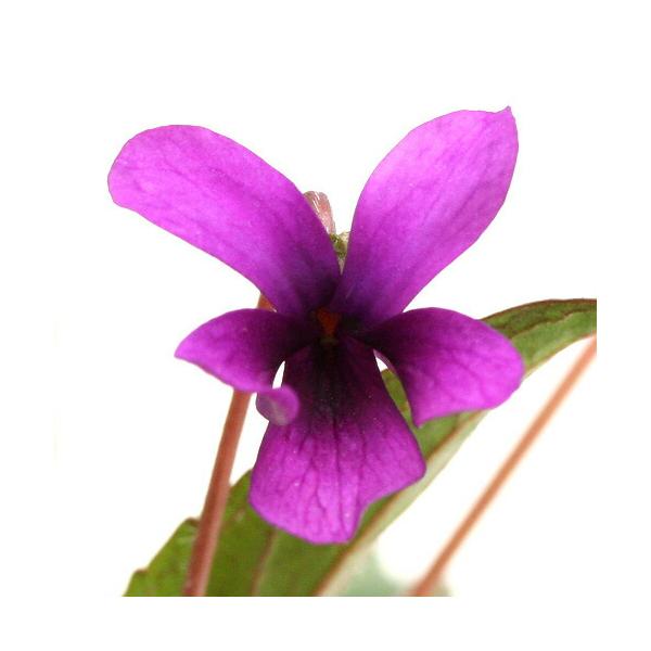 _gardening　ガーデニング　山野草　スミレ　野の花すみれシリーズ　スミレシリーズ　Ｖｉｏｌａ　ｍａｎｄｓｈｕｒｉｃａ“Ｍｙｏｊｉｎ”　マンジュリカ　20150201　ＮＴ　gar_sanya1502　植物　植物生体　ガーデニング生体...