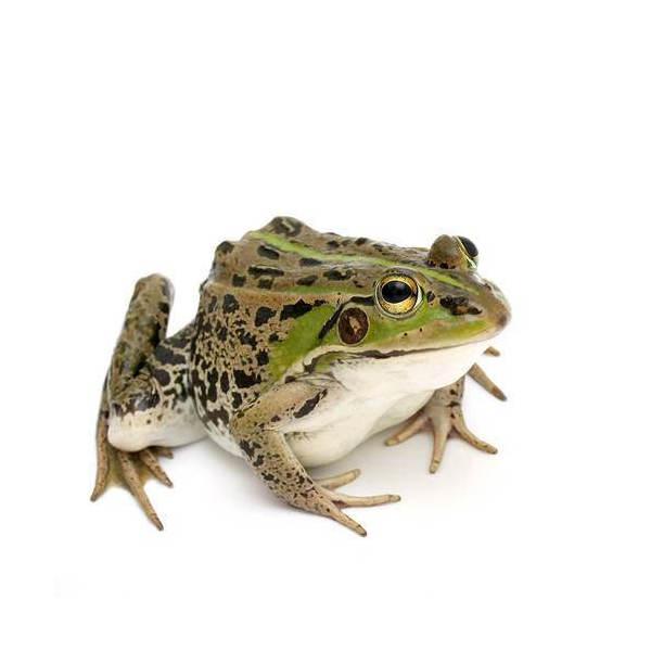 PF_SPQ　カエル　生体　_kame　Bombina　両生　両爬生体　亀・爬虫類カエル　amp_Frog　amp_Land_Frog　terra_seitai　kokuubinn_ng　トウキョウダルマガエル　東京達磨蛙　_hachu　r...