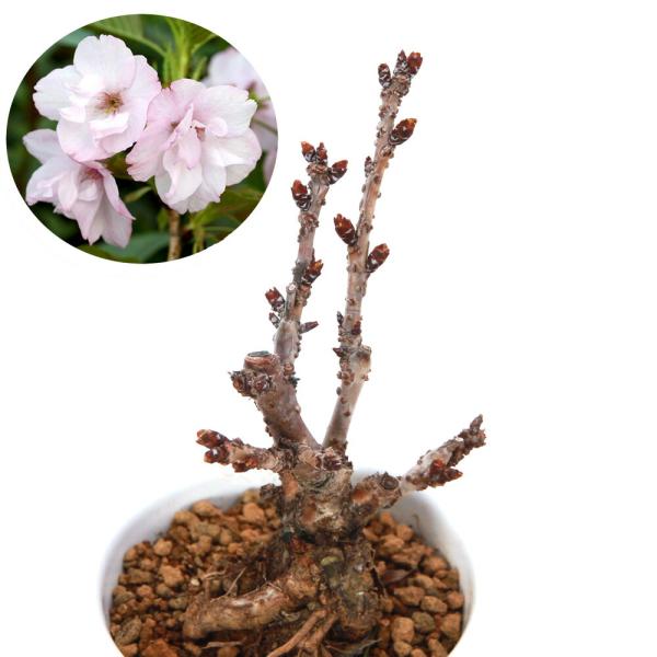 kotenplant　観葉植物　ガーデニング　園芸　山野草　花木　桜　さくら　アサヒヤマ　旭山　旭山桜　一才桜　盆栽　20120621　ＴＳ　spring_plants　植物　植物生体　ガーデニング生体　育て方　育成方法　栽培方法　樹木　庭...