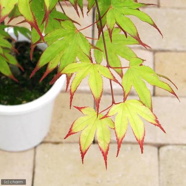 ガーデニング　山野草　もみじ　Ａｃｅｒ　ｓｐ．　カエデ　楓　紅葉　20120529　ＨＴ　育て方　育成方法　栽培方法　kaijyo　releaseplnt　gar_sanya1601