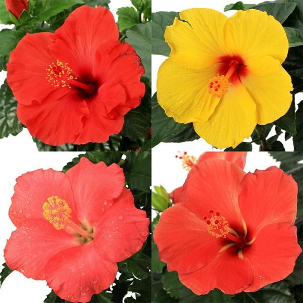 （観葉）　（邑楽店）　muryotassei_600_699　_gardening　ガーデニング　花　苗　ハイビスカス　ハイビスカスシリーズ　20120524　ＨＴ　育て方　育成方法　栽培方法　観葉植物　kaijyo　toukihassou...