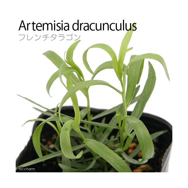 _gardening　ガーデニング　ハーブ　苗herbpot_series　フレンチ　タラゴン　20120601　ＴＳ　育て方　育成方法　栽培方法　観葉植物　opa2_delete　herb2022　kaijyo y25m07　toukih...