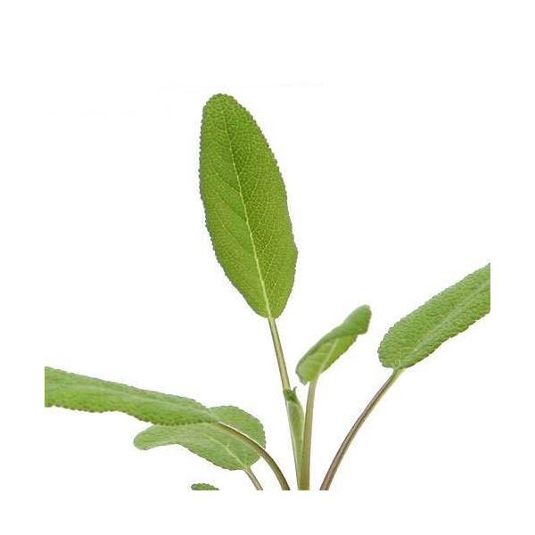 _gardening　ガーデニング　ハーブ　苗　herbpot_series　セージ　コモン　コモンセージ　20120602　ＴＳ　防腐　抗菌　殺菌　臭み消し　肉料理　Salvia　officinalis　育て方　育成方法　栽培方法　観葉植...