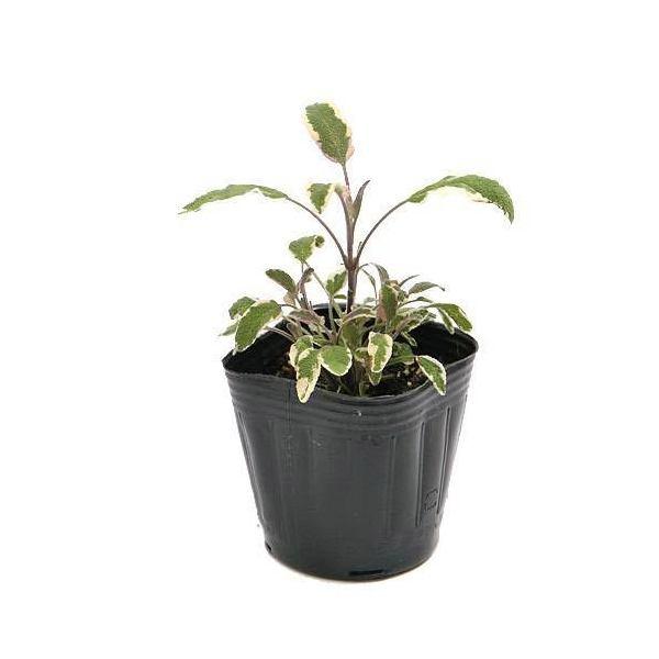_gardening　ガーデニング　ハーブ　苗　herbpot_series　セージ　トリカラー　20120602　ＴＳ　育て方　育成方法　栽培方法　観葉植物　opa2_delete　herb2022　kaijo　butterflygard...