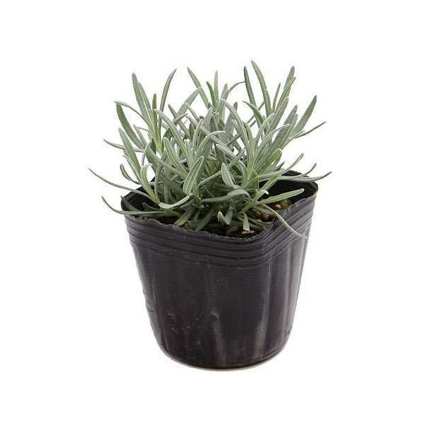 _gardening　ガーデニング　ハーブ　苗　herbpot_series　ラバンジン　ラバンディン　グロッソ　20120602　ＴＳ　育て方　育成方法　栽培方法　Lavandula　intermedia　Grosso　観葉植物　opa2...