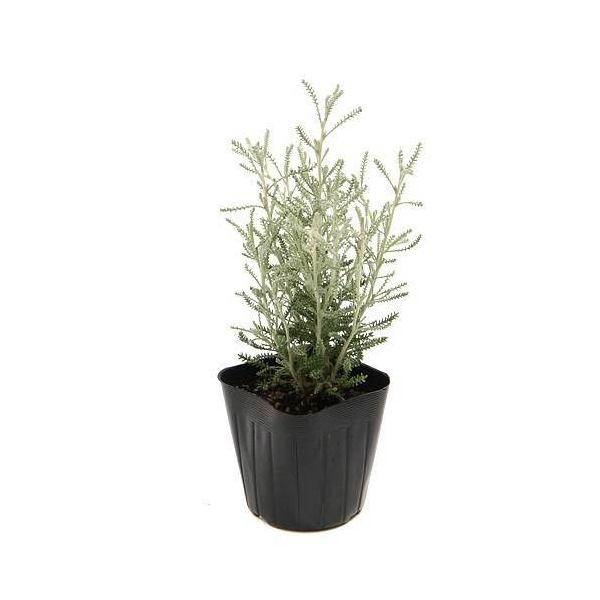 _gardening　ガーデニング　ハーブ　苗　herbpot_series　サントリナ　グレー　グレイ　20120602　ＴＳ　育て方　育成方法　栽培方法　観葉植物　090list　opa2_delete　ラベンダーコットン　ワタスギギク...