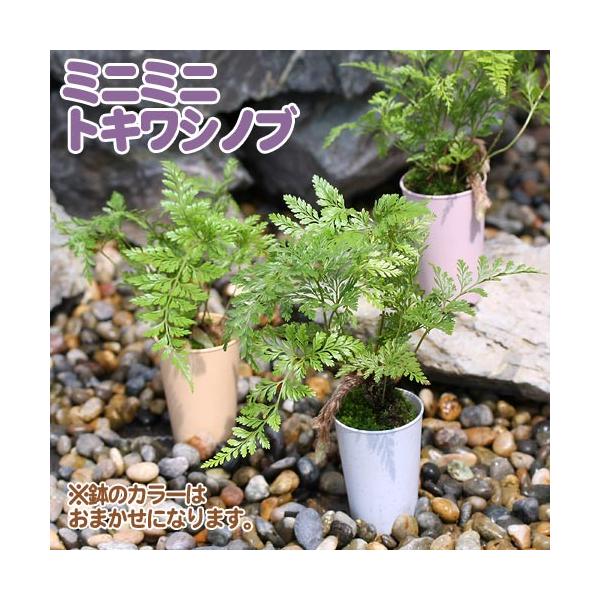 paludariumplants　_kame　_hachu　_gardening　観葉植物　ガーデニング　園芸　山野草　盆栽　ビバリウム　アクアテラリウム　パルダリウム　着生シダ　シノブ科シノブ属　キクシノブ属　ダバリア　Humata　ty...